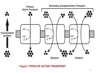 MECHANISMS OF DRUG ABSORPTION | PPT