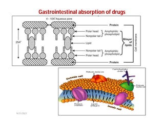 Absorption of drug | PDF
