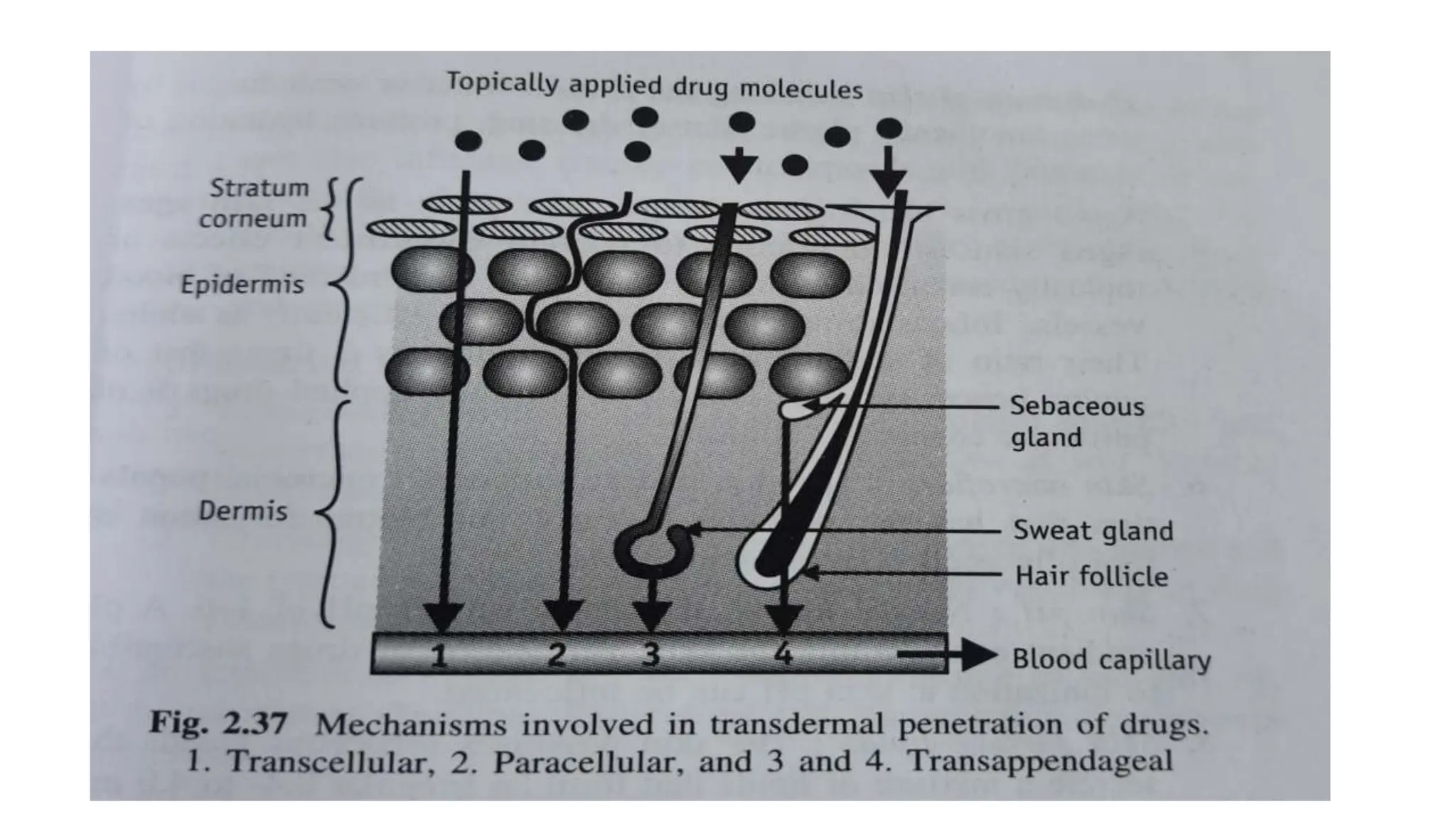 Absorption of drug from extravascular route.pptx | Skin and Dermatology ...