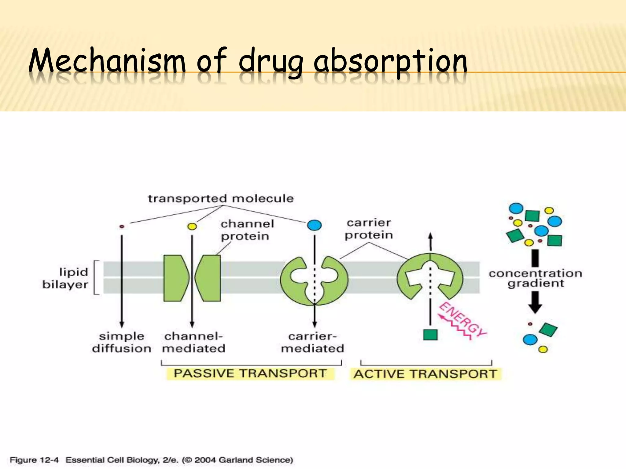 Absorption of drugs ,,,,,,,, | PPTX