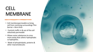 absorption of drugs-2.pptx
