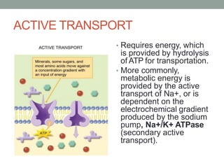 ABSORPTION OF DRUGS.pptx