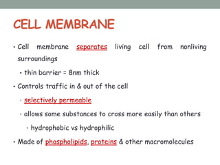 ABSORPTION OF DRUGS.pptx