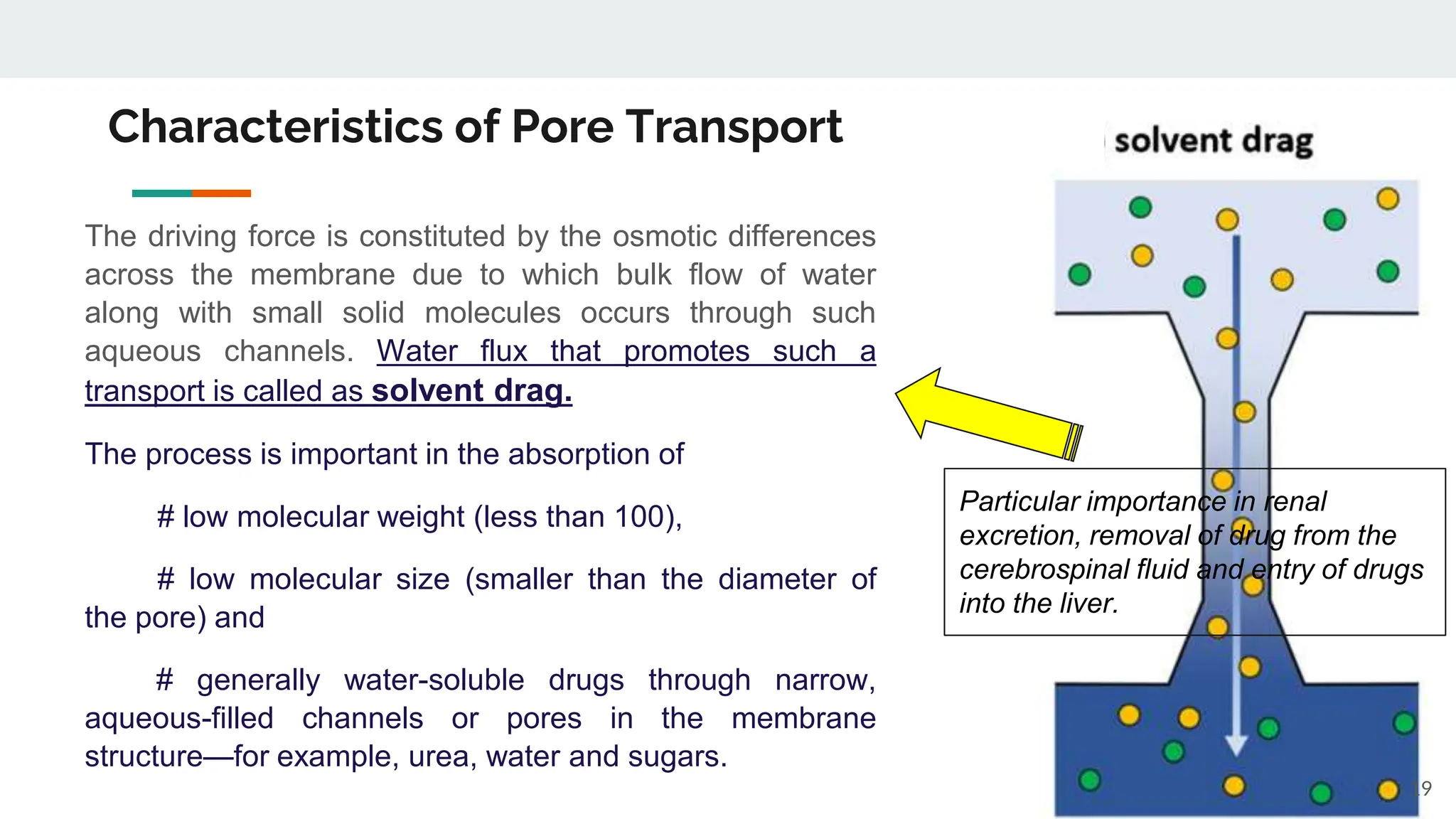 Absorption of Drugs- Biopharmaceutics.pptx