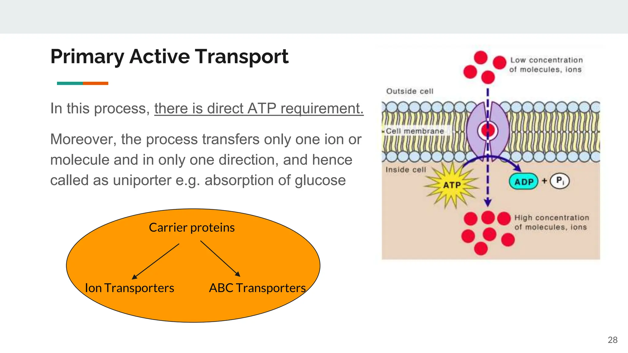 Absorption of Drugs- Biopharmaceutics.pptx