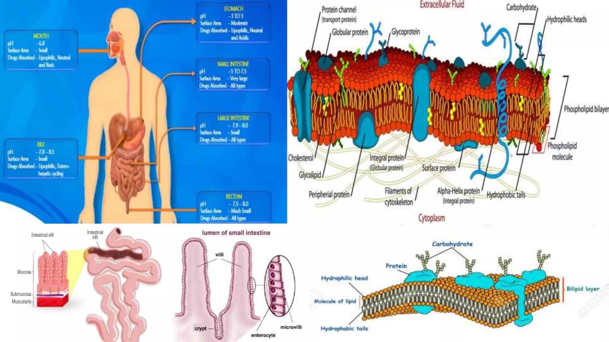 Gastrointestinal Absorption of Drugs | PPTX