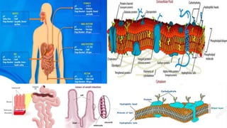 Gastrointestinal Absorption of Drugs | PPTX | Digestive Disorders ...