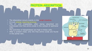 ABSORPTION OF ENERGY YIELDING NUTRIENTS OF FISH AND CRUSTACEANS.pptx