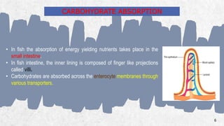 ABSORPTION OF ENERGY YIELDING NUTRIENTS OF FISH AND CRUSTACEANS.pptx