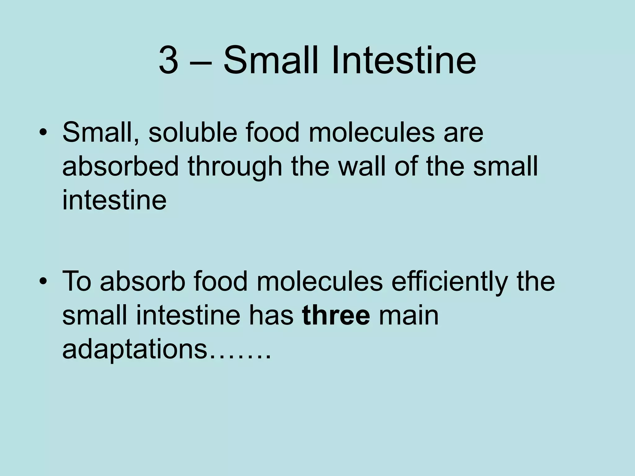 absorption of food.ppt