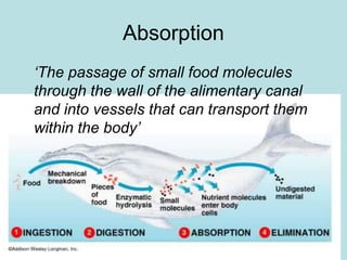absorption of food.ppt