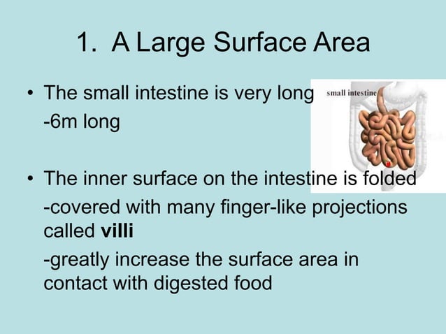 absorption of food.ppt