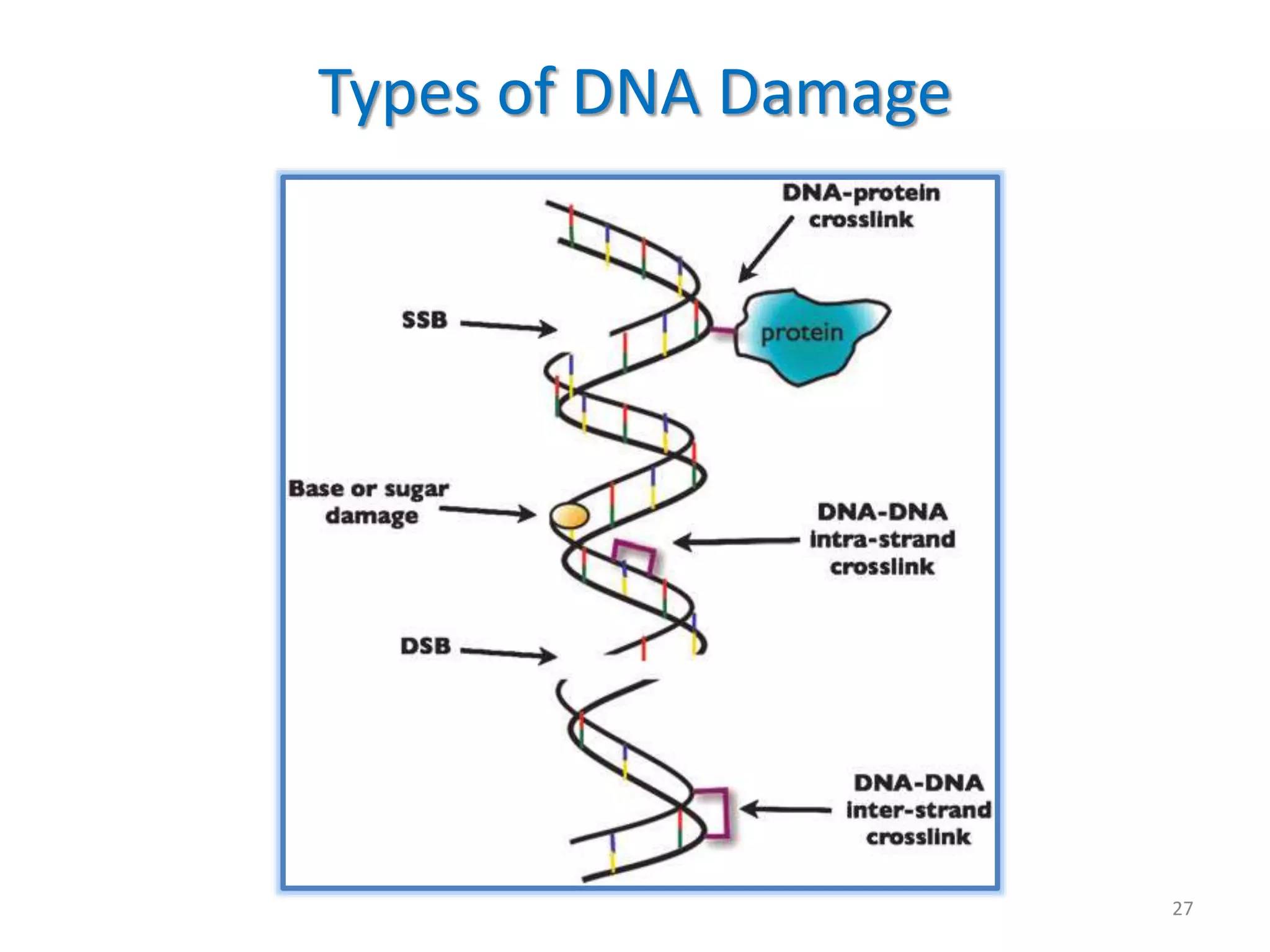 Absorption of radiation and DNA damage | PPTX