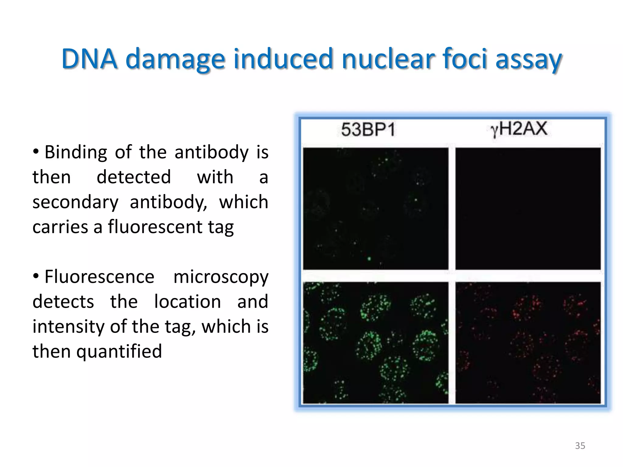 Absorption of radiation and DNA damage | PPTX