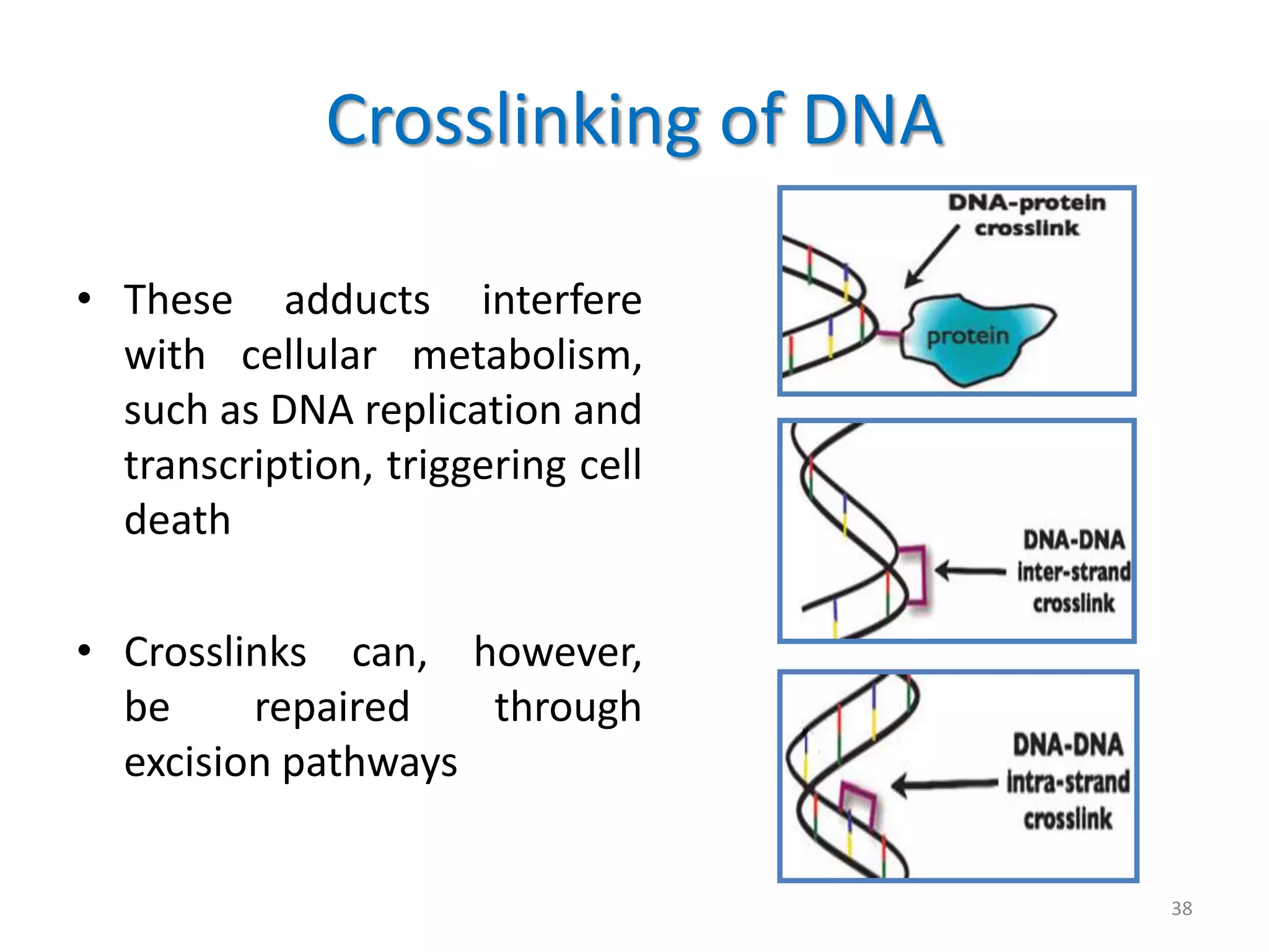 Absorption of radiation and DNA damage | PPTX