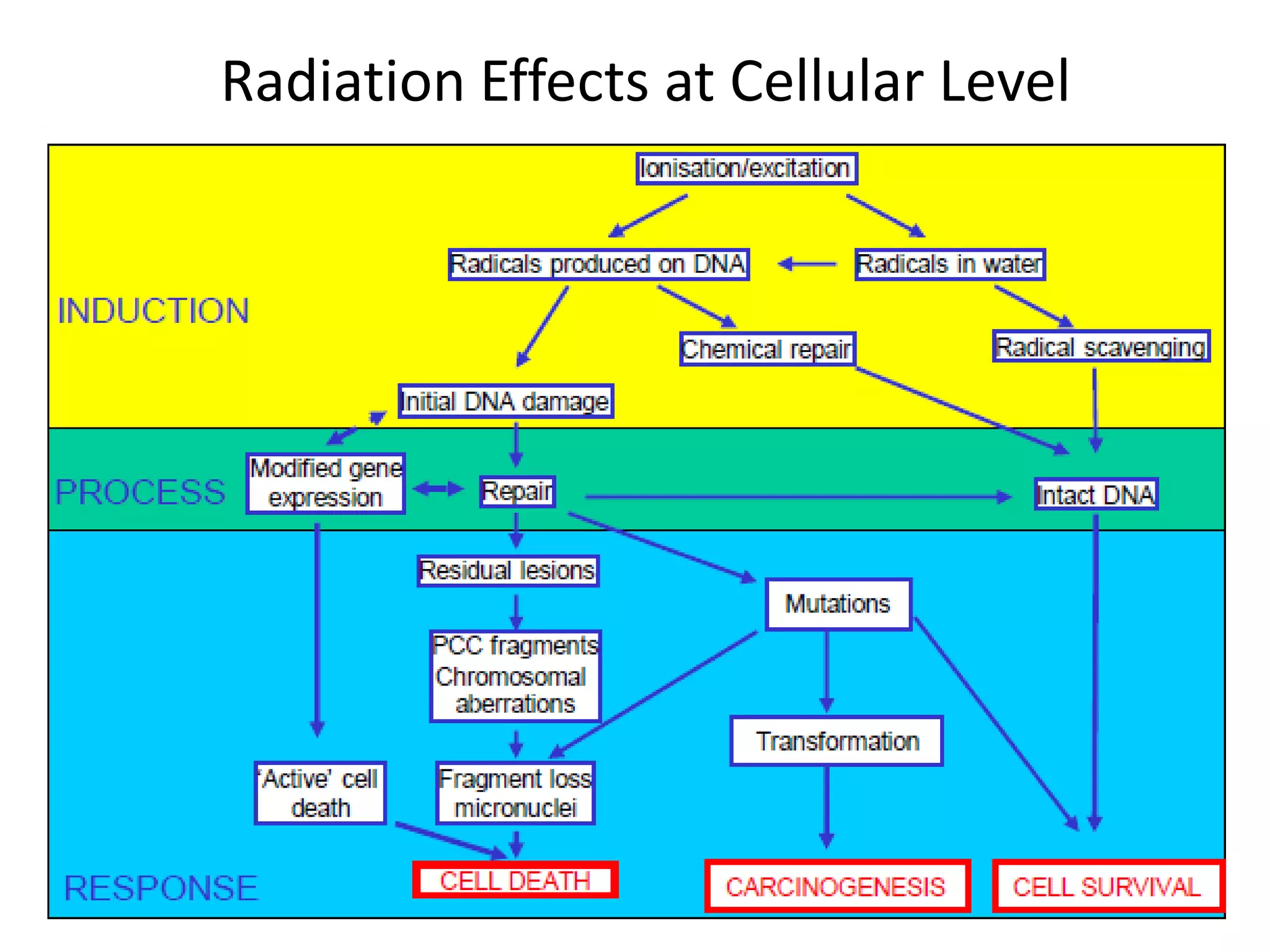 Absorption of radiation and DNA damage | PPTX