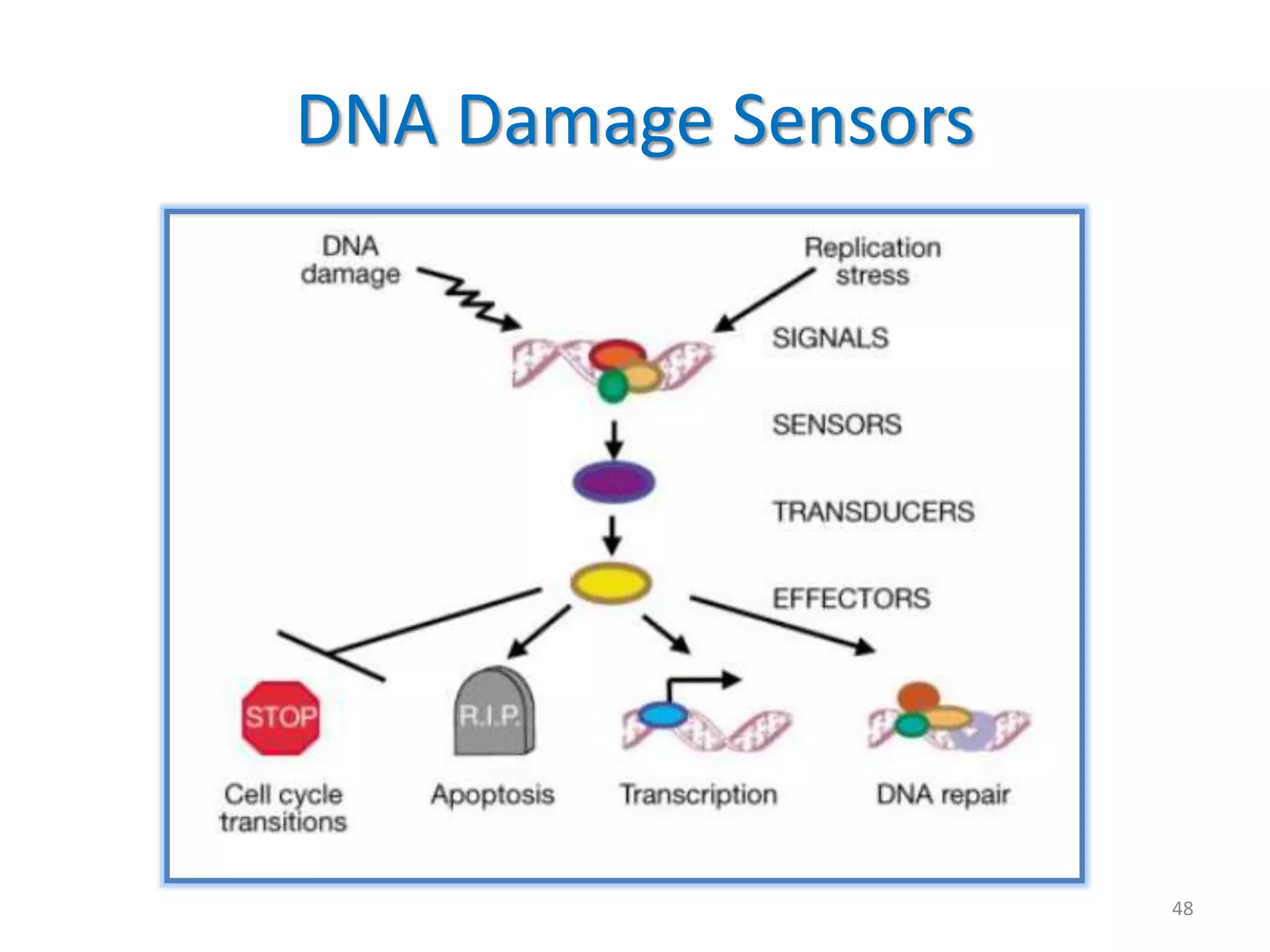 Absorption of radiation and DNA damage | PPTX