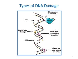 Absorption of radiation and DNA damage | PPTX