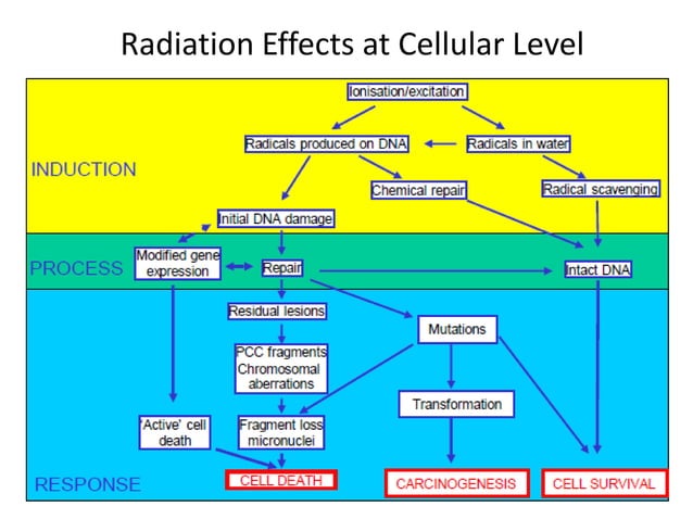 Absorption of radiation and DNA damage | PPTX | Biological Sciences ...