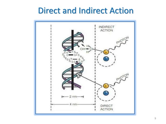 Absorption of radiation and DNA damage | PPTX | Biological Sciences ...