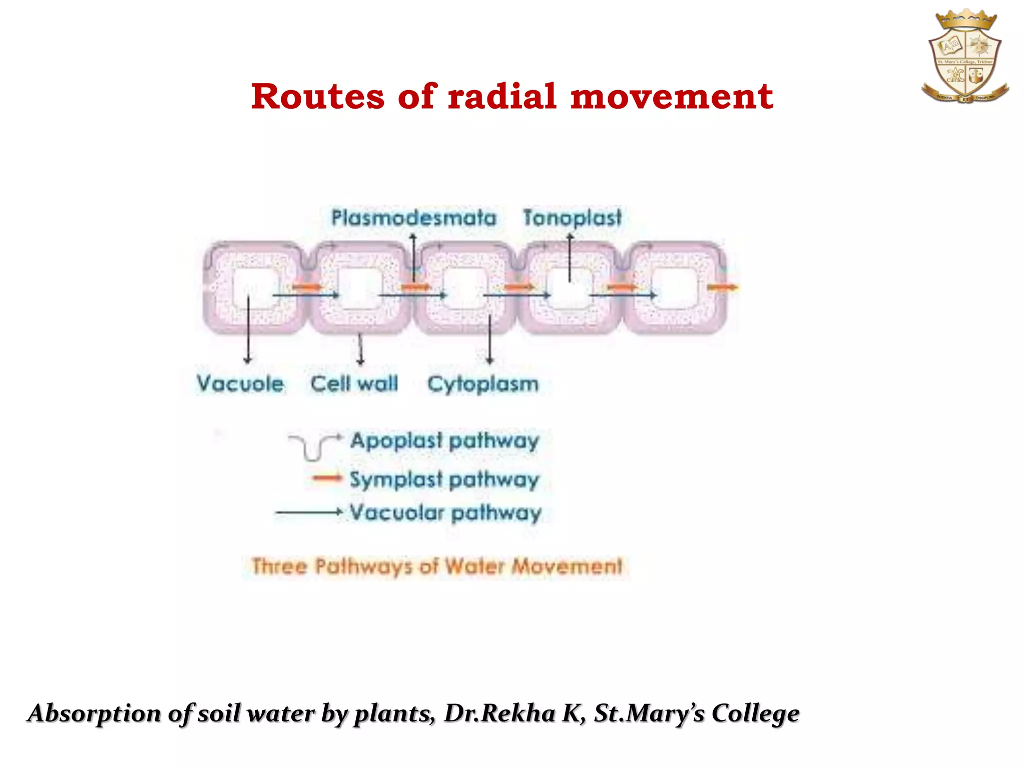 Absorption Of Soil Water By Plants | PPTX