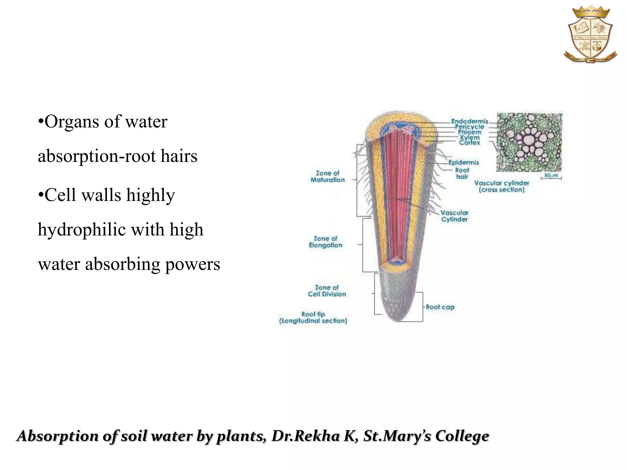 Absorption Of Soil Water By Plants | PPTX