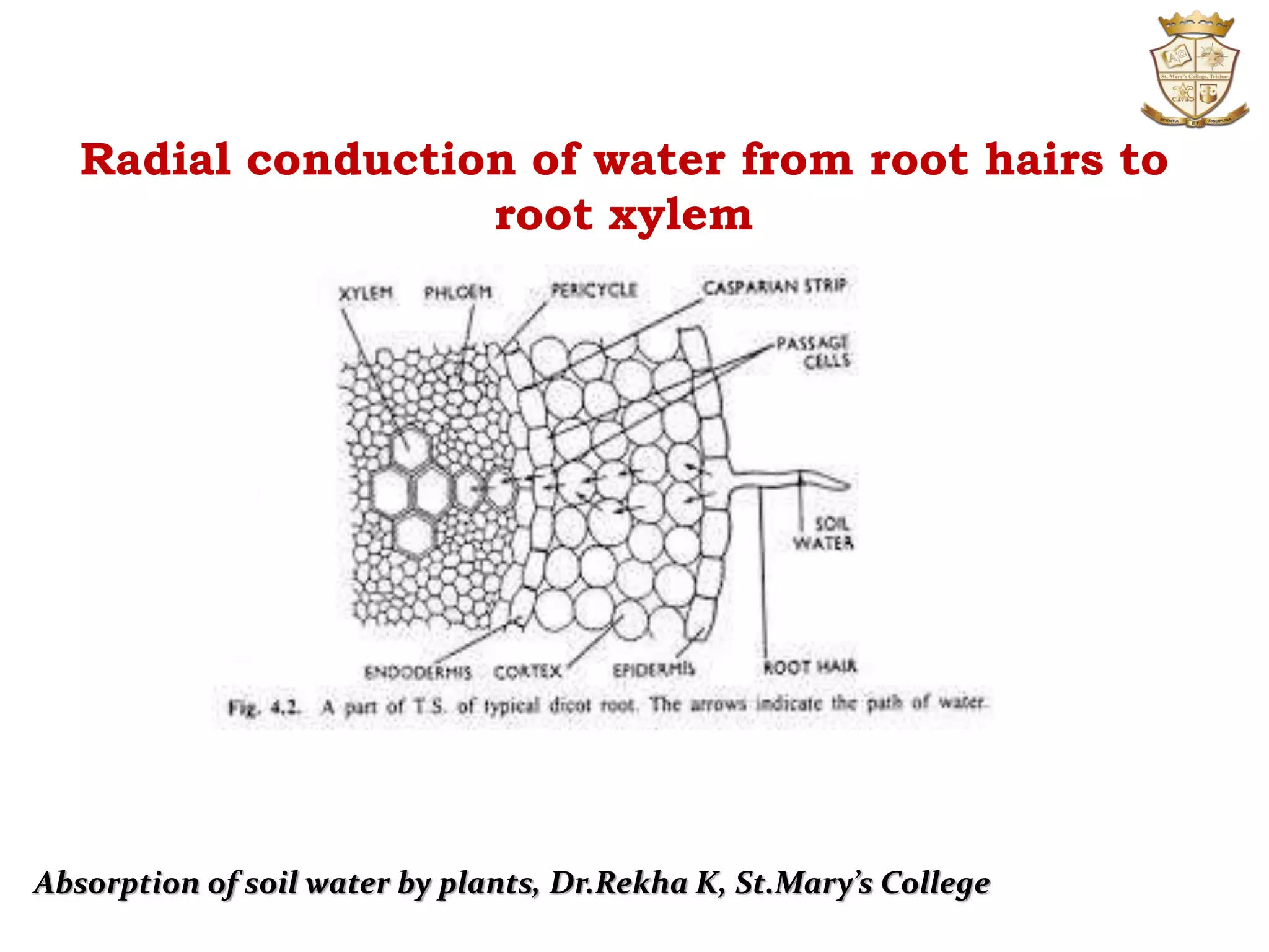 Absorption Of Soil Water By Plants | PPTX