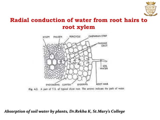 Absorption Of Soil Water By Plants | PPTX