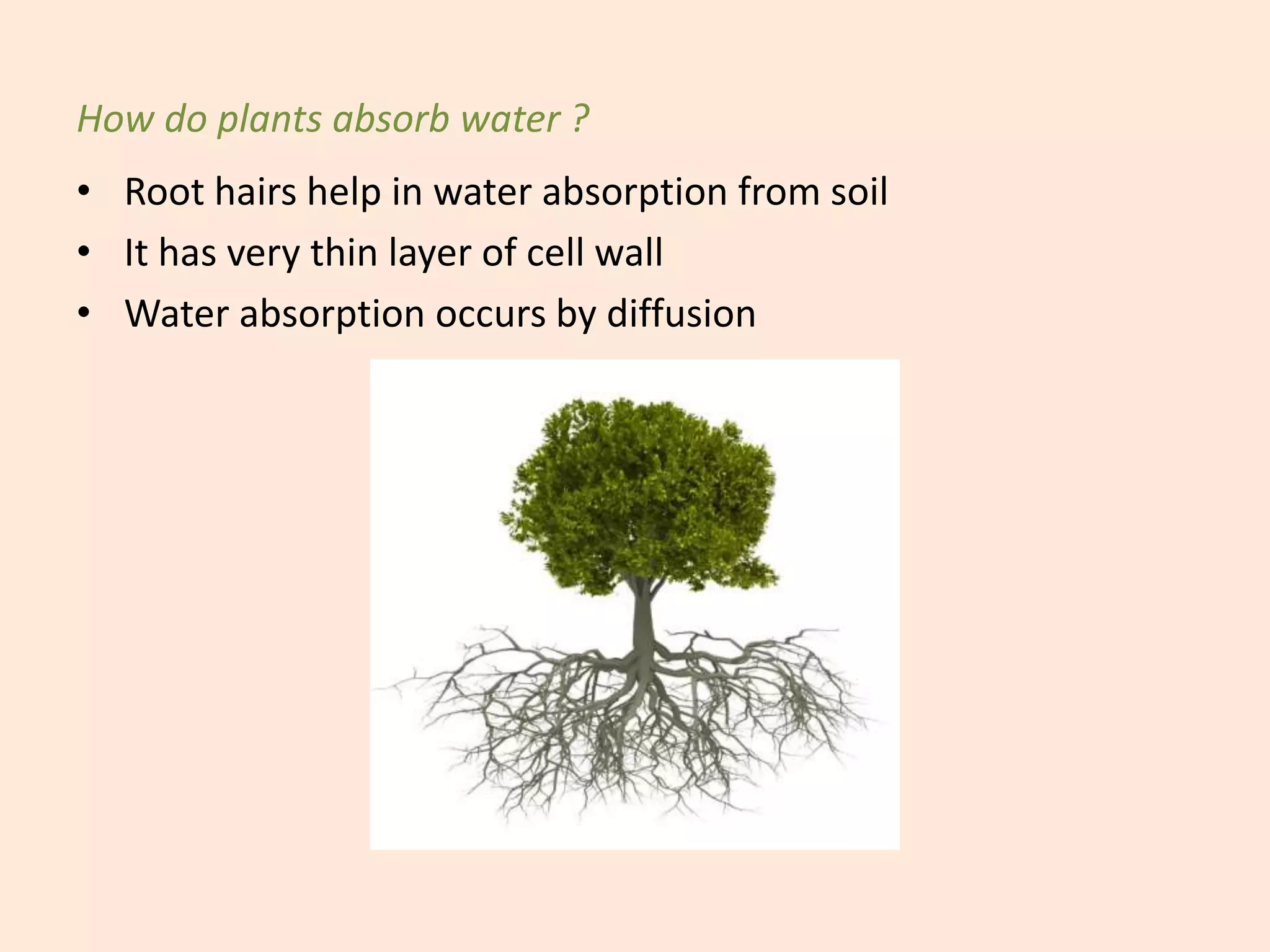 Absorption of water | PPTX