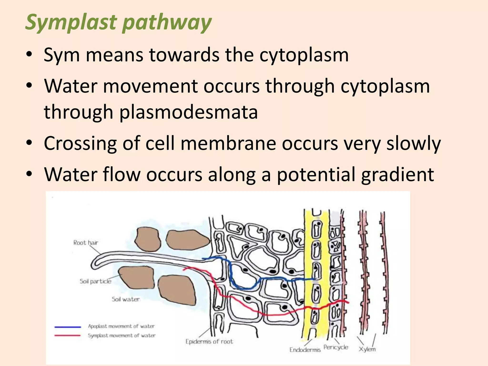 Absorption of water | PPTX