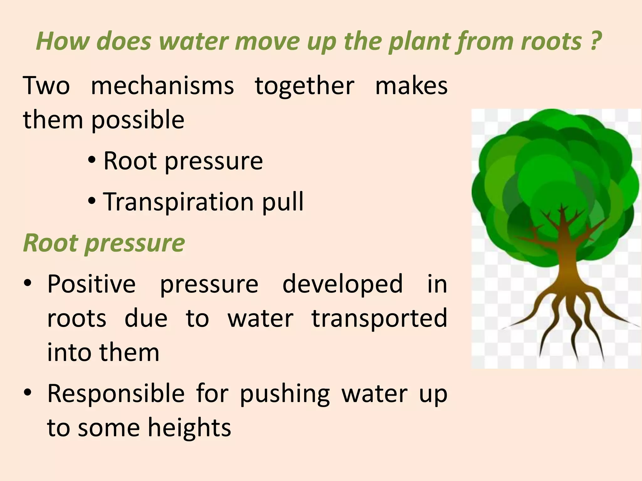 Absorption of water | PPTX