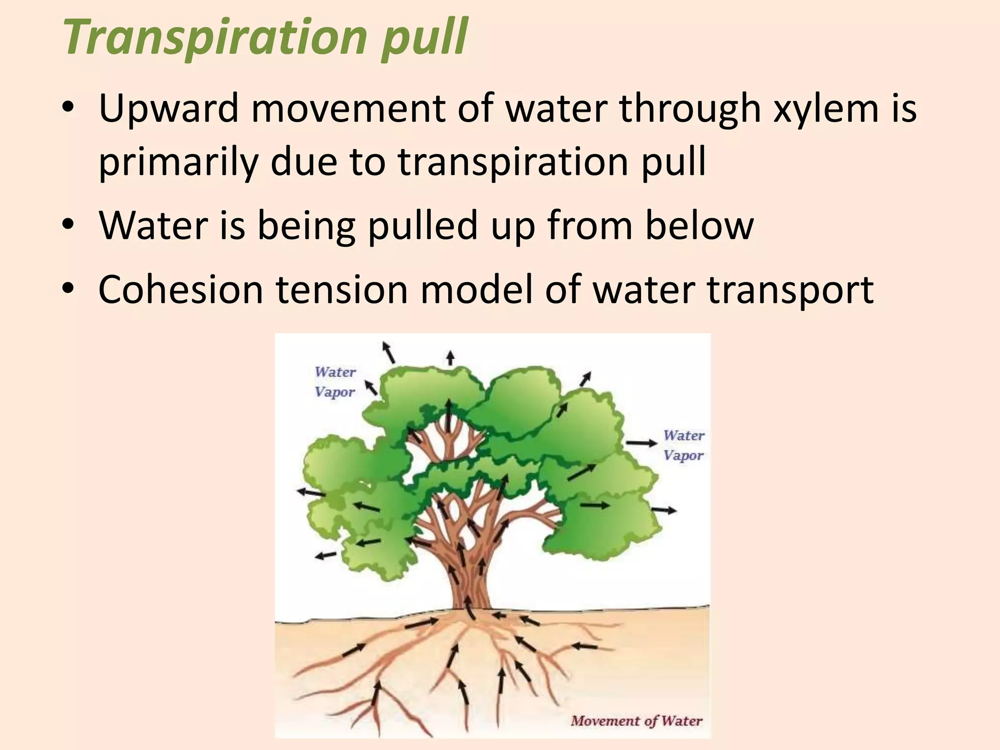 Absorption of water | PPTX