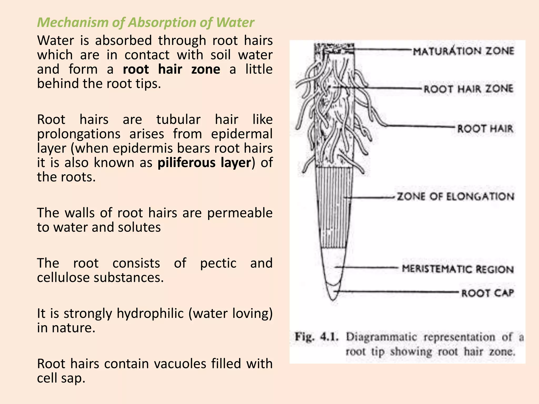 Absorption of water | PPTX