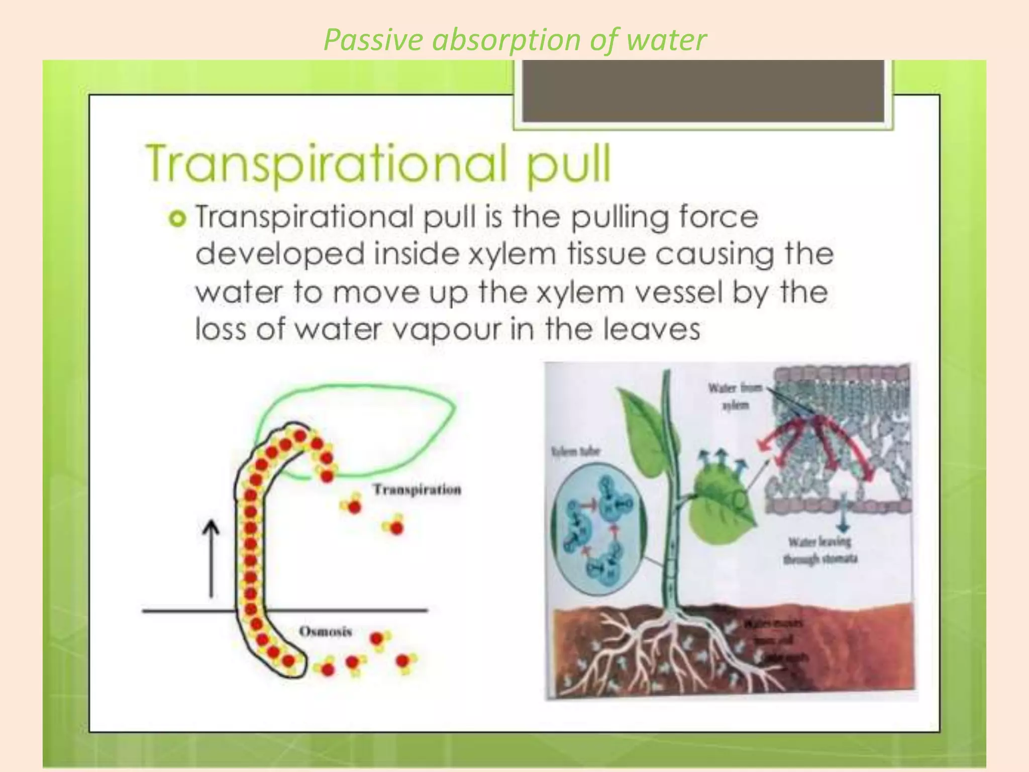 Absorption of water | PPTX