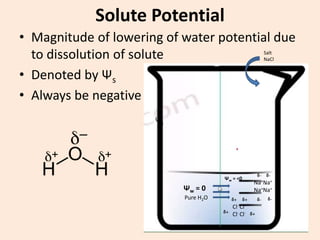 Absorption of water | PPTX