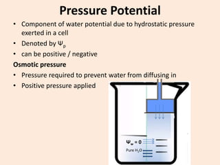Absorption of water | PPTX