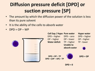 Absorption of water | PPTX