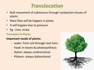 Absorption of water | PPTX