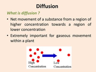 Absorption of water | PPTX