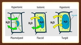 Absorption of water | PPTX