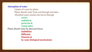 Absorption of water | PPTX | Gardening | Home & Garden