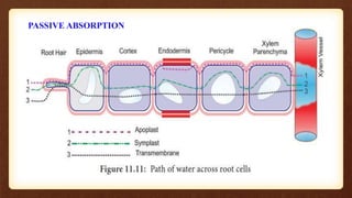 Absorption of water | PPTX