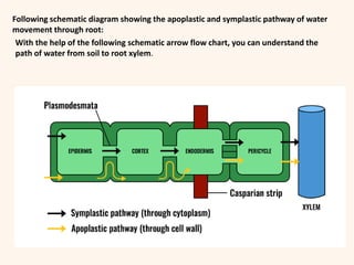 Absorption of water.pptx
