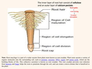 Absorption of water.pptx
