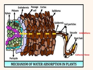 Absorption of water.pptx