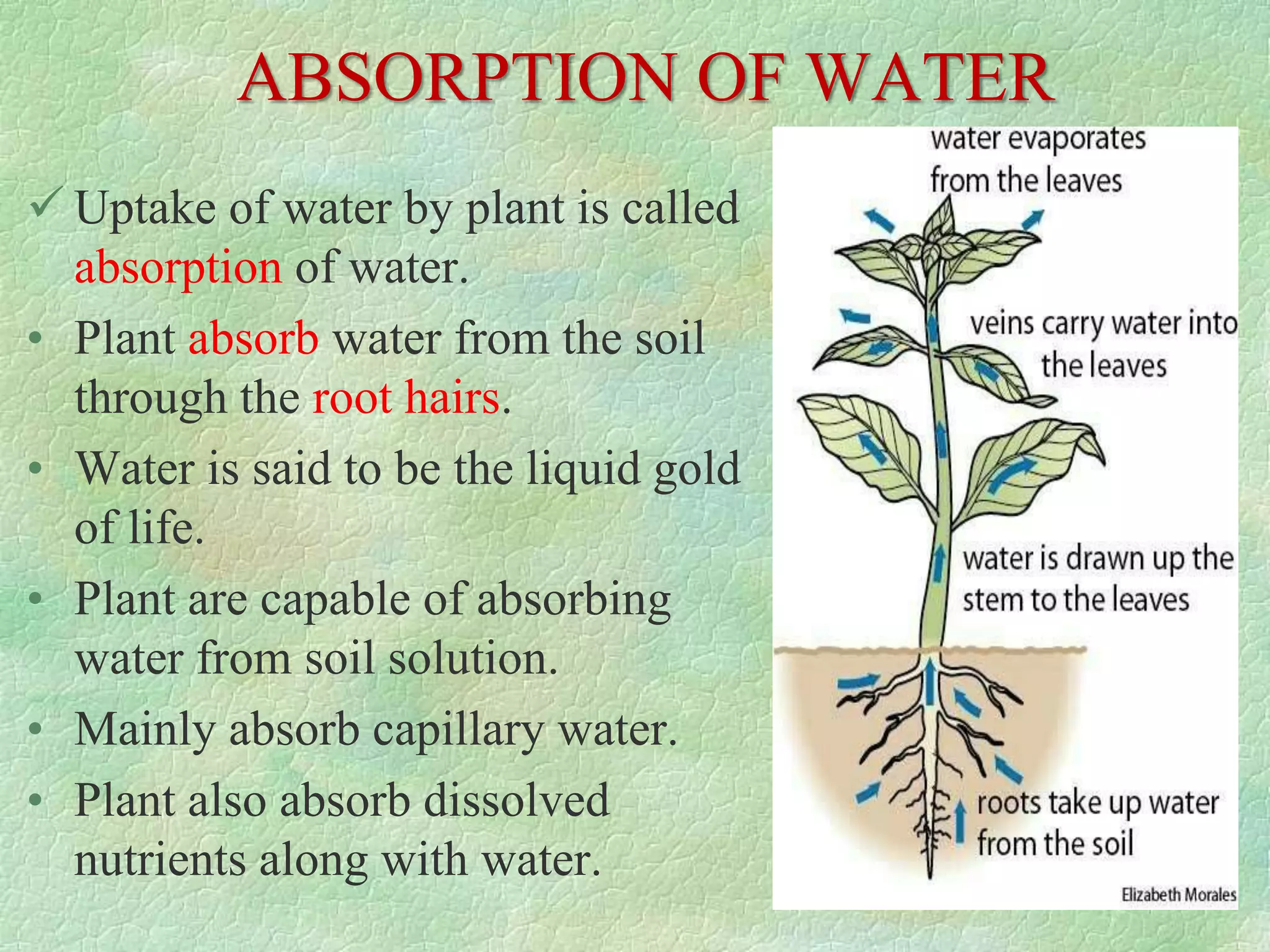 Absorption of water ppt | PPT