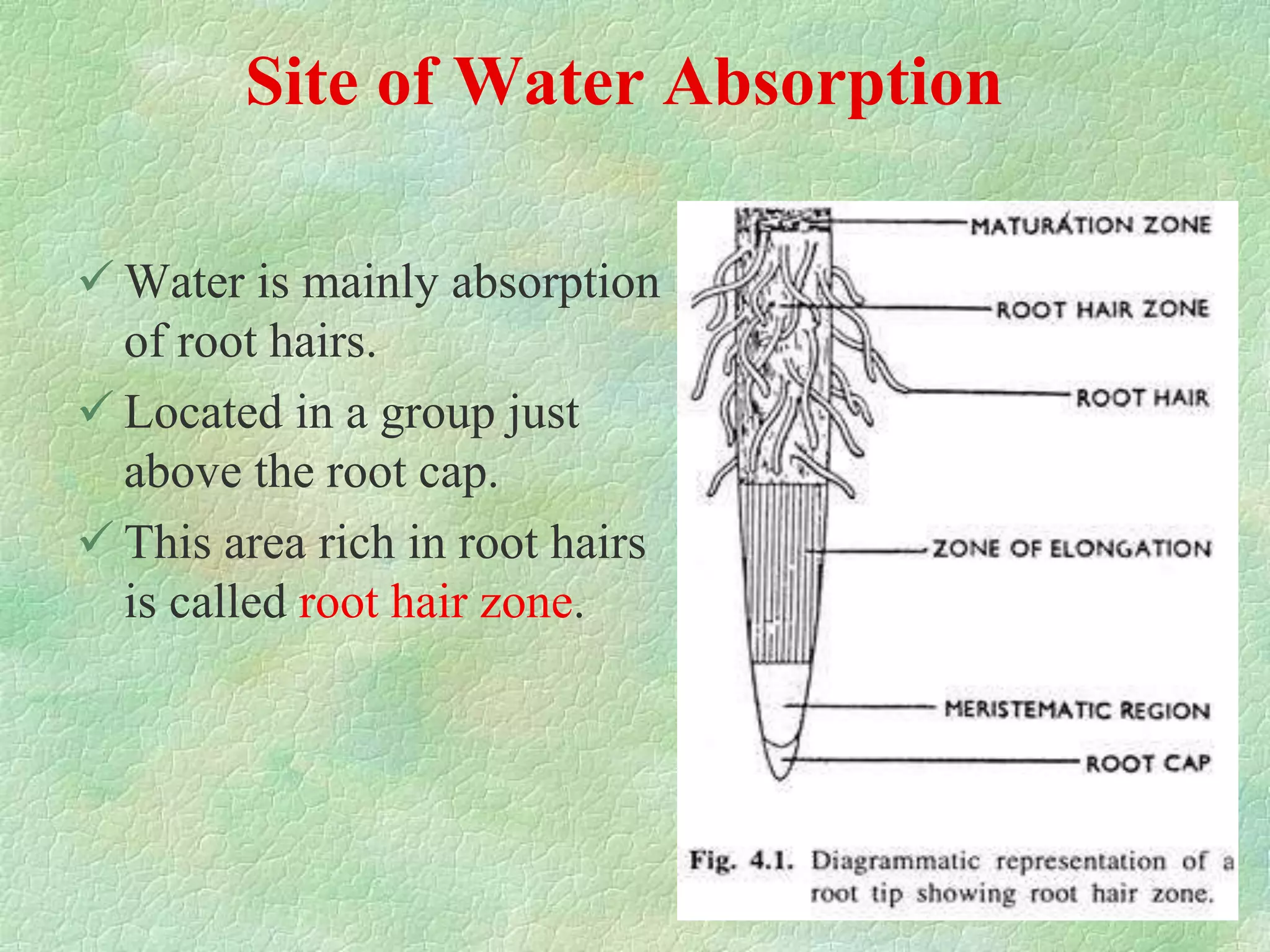 Absorption of water ppt | PPT