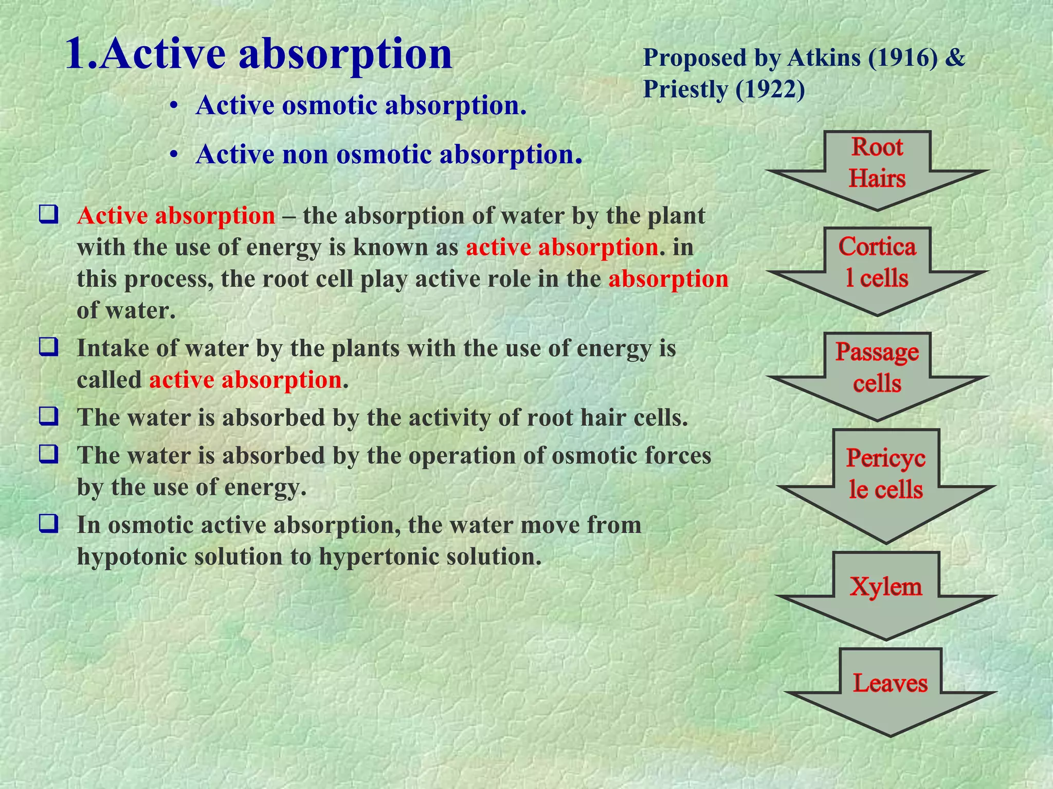 Absorption of water ppt | PPT