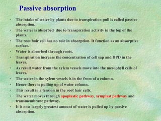 Absorption of water ppt | PPT