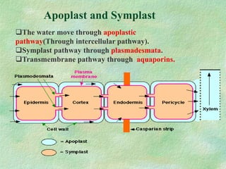 Absorption of water ppt | PPT